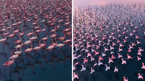 Rajasthans Sambhar Lake Turns Pink As Thousands Of Flamingos Arrive