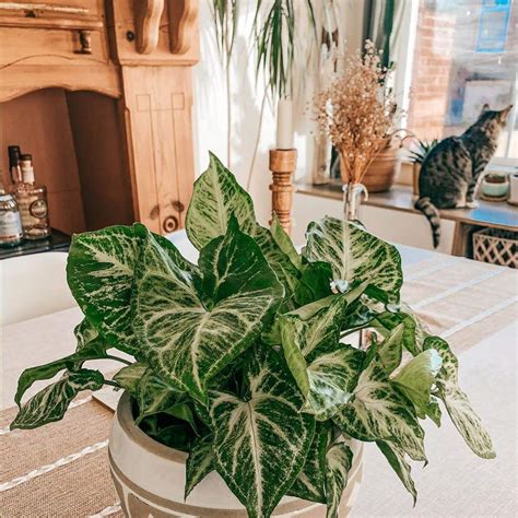 Nephthytis Care 101 Water Light And Growing Tips