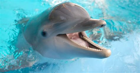 Sex Pest Dolphin Attacks Swimmer In Water In Front Of Beachgoers As He