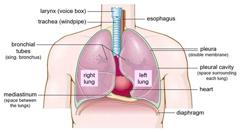Thoracic Cavity Diagram Quizlet Thoracic Cavity Diagram Quizlet
