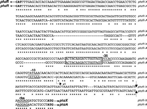 The Promoter Regions Of The Phz Operons From Strains 30 84 And 2 79