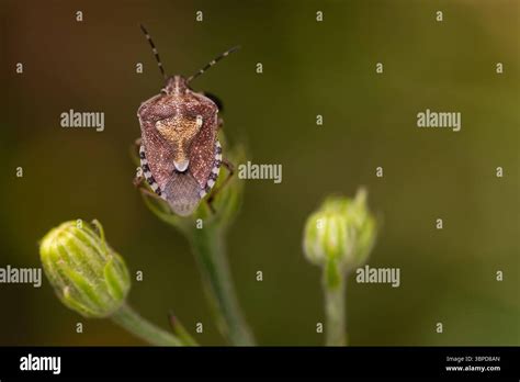Insect Macro Close Up Of Shield Bug On Green Unopened Flower Buds
