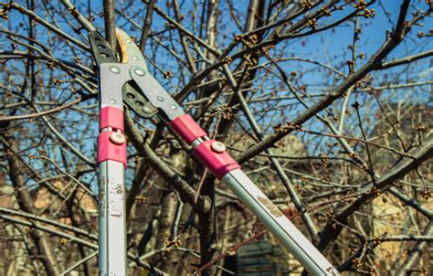 Understanding The Different Types Of Tree Pruning And When To Use Them Tree Service Integrity