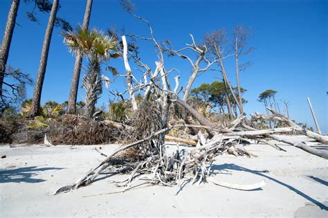 Boneyard Beach At Hunting Island State Park Stock Image Image Of