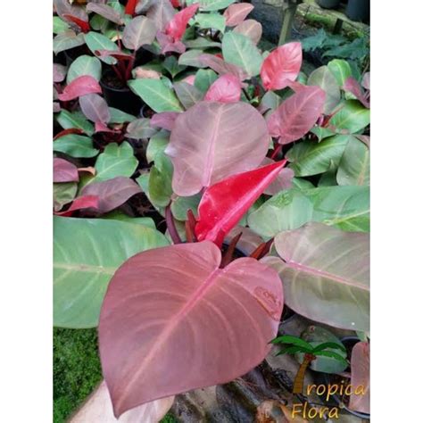 Cherry Red Philodendron Cuttings Withwithout Sprout 2 3in 1node Per