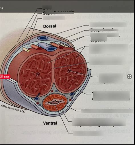 Diagram 3 Diagram Quizlet