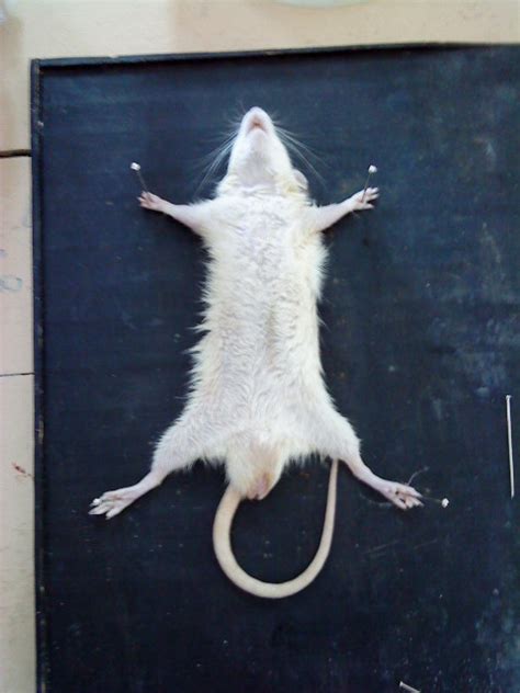 MY HEART AND VOICE Mice Dissection