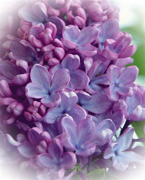 Organs Of Flower