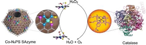 Atomic‐level Regulation Of Cobalt Single‐atom Nanozymes Engineering