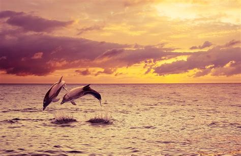 Two Dolphins In The Background Of A Beautiful Sunset Photograph By