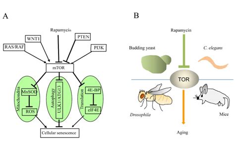 Emerging Role Of Mtor In Cellular Senescence And Organismal Aging A