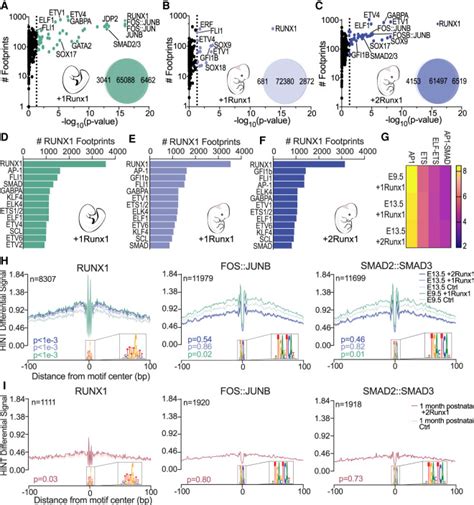 efficient hemogenic endothelial cell specification by runx1 is