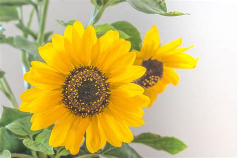 실내 부드러운 빛 밝고 활기찬 노란색 해바라기 꽃을 흰 배경 두 번째 꽃 소프트 포커스 0명에 대한 스톡 사진 및 기타 이미지 0명 가까운 경관 Istock