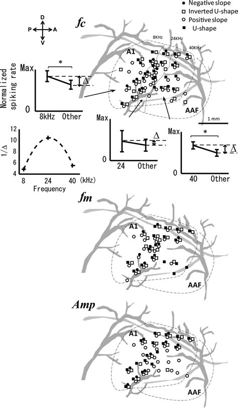 Large Scale Heterogeneous Representation Of Sound Attributes In Rat