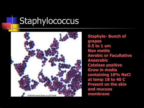 Ppt Staphylococcus Infections Structure Toxins And Epidemiology