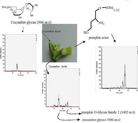 Figure 39 From Dissection Of Phloem Transport In Cucurbitaceae By