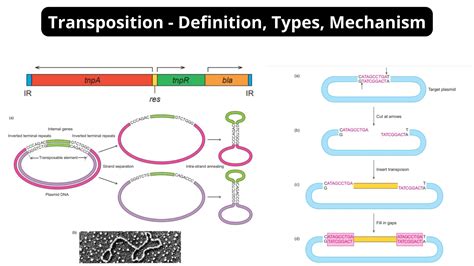 Genetic Engineering Definition Tools Steps Advantages