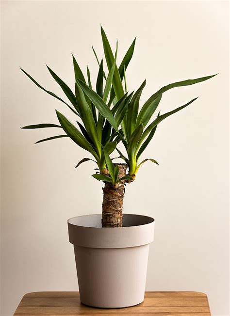 The Spineless Yucca Guzmans Garden Centers