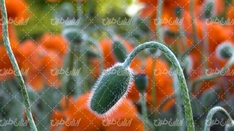 تصویر با کیفیت گیاه همراه با گل طبیعی و منظره زیبای طبیعت ایران طرح