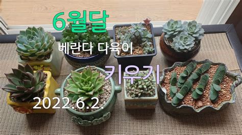노인다육6월달베란다 다육이분갈이다육이다육이물관리사과꽃다육이다육이키우기202262 Youtube