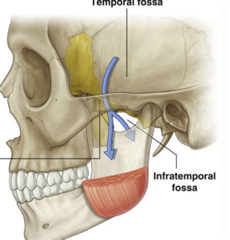 Head And Neck The Temporal And Infratemporal Fossae Flashcards Quizlet