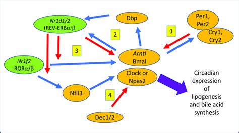 Summary Of Circadian Regulatory Feedback Loops In The Liver Diurnal Download Scientific
