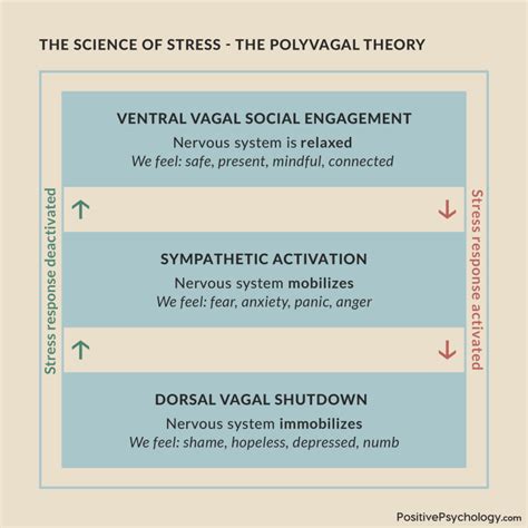 18 Polyvagal Theory And How To Use The Exercises In Therapy