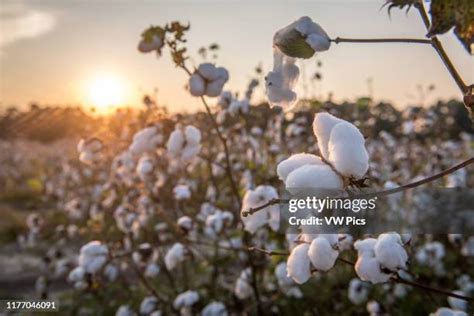 Georgia Cotton Field Photos And Premium High Res Pictures Getty Images