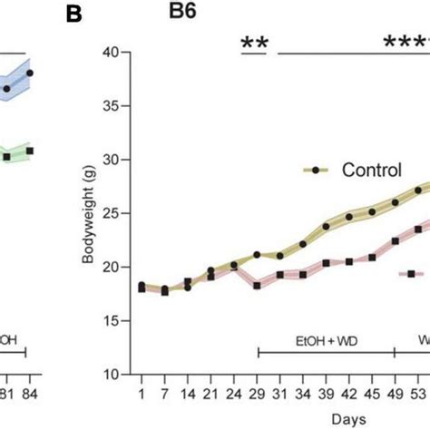 Timeline For Alcohol Exposure Abstinence And Behavioral Assays