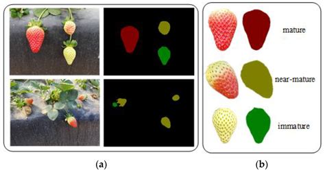 Determining Strawberries Varying Maturity Levels By Utilizing Image Segmentation Methods Of