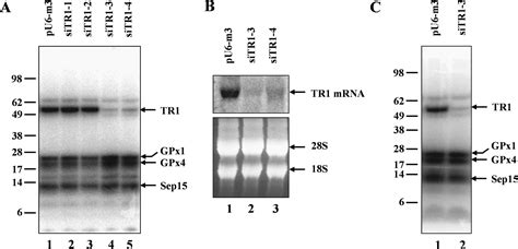 A New Strategy For Assessing Selenoprotein Function Sirna Knockdown