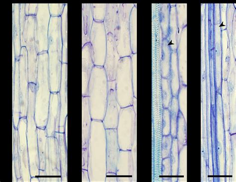 Root Cross Sections A Cortex Cells In A FSL 35 Root B Cortex Download Scientific Diagram