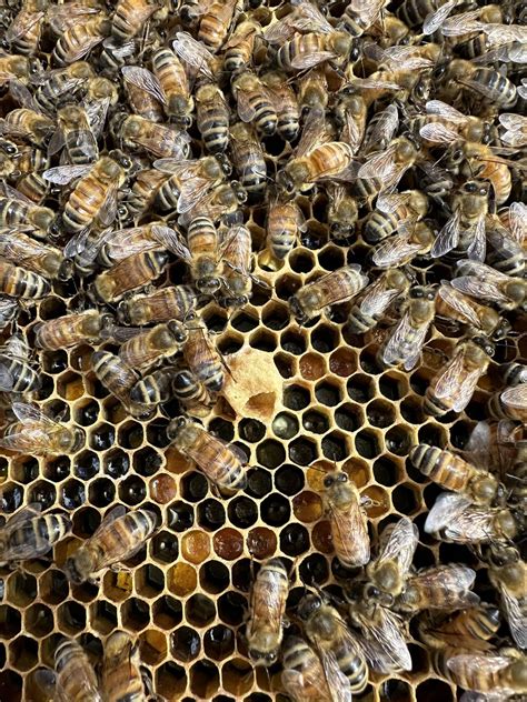 First Year Bee Keeper R Beekeeping