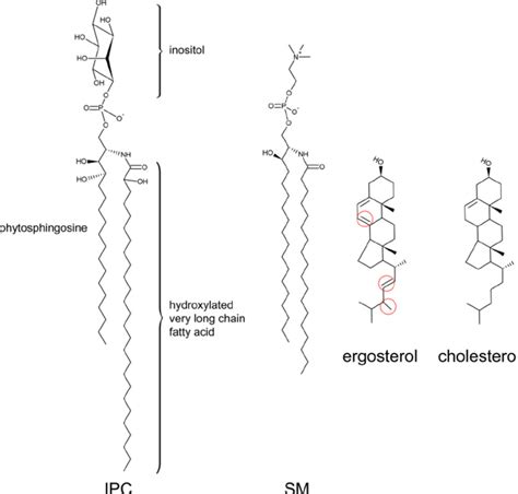 Structural Differences Between Yeast And Mammalian Sphingolipids And