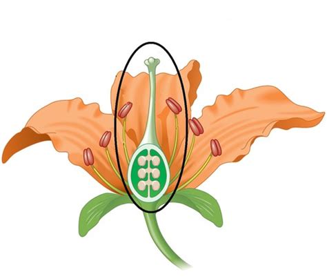 Plant Bio 205 Unit 3 Flashcards Quizlet