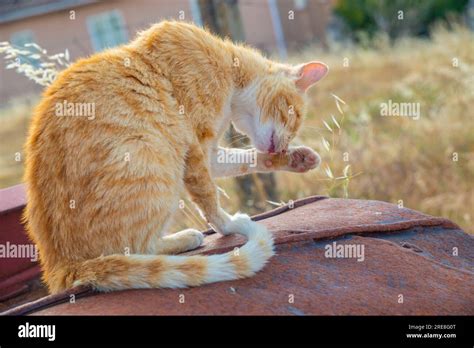 Tabby And White Cat Licking Itself Stock Photo Alamy