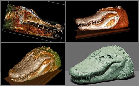 Anatomy Of An Alligator