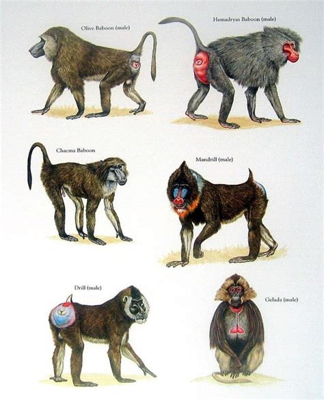 African Mandrill Baboon Africa Mandrill Royalty Free Stock Image