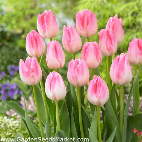 Tulipa First Class Tulip First Class 5 Bulbs Garden Seeds Market