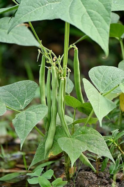 Premium Photo Vertical Shot Of Thin Green Beans Growing On A Plant On An Agricultural Field