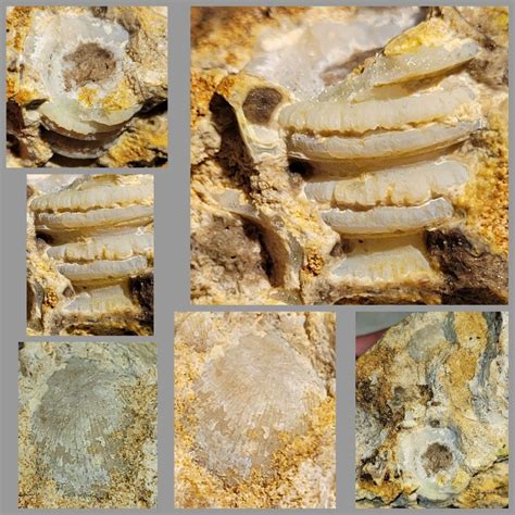 Silicified Fossils From Nashville Tennessee Crinoid Cincinnaticrinus