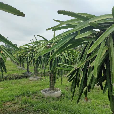 Dragon Fruit Tree Training And Pruning Wikifarmer
