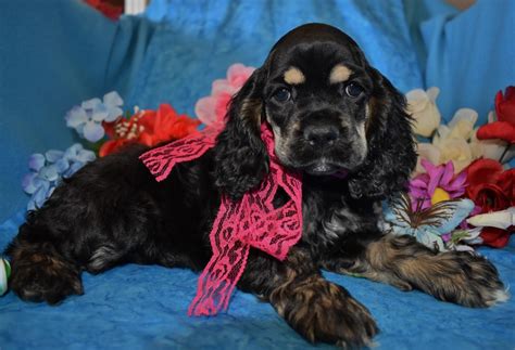 Black Black Tan Chocolate Silver Buff Parti Silver Buff Cocker