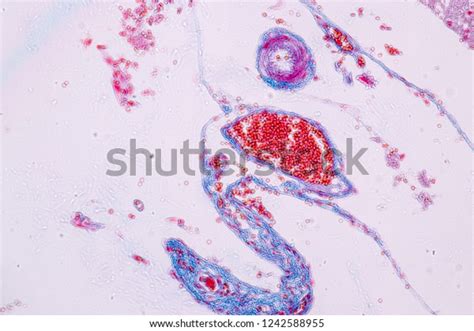 Cross Section Cerebellum Nerve Human Under Stock Photo 1242588955 Shutterstock