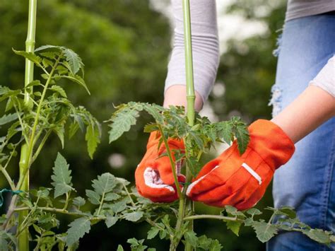 Tomato Care Watering Fertilizing Companions Pruning