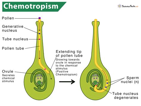 Chemotropism Definition With Examples And Diagram
