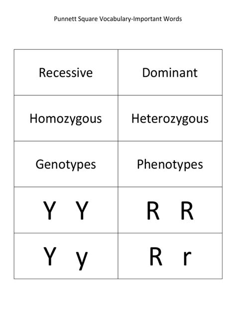 Punnett Square Important Vocabulary Pdf
