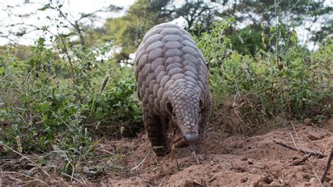 Us Fish And Wildlife Service Proposes Endangered Status For Seven