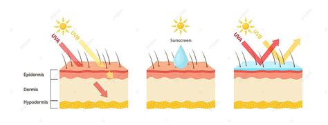 Illustrated Vector Shielding Human Skin From Uva And Uvb Rays With Uv Protection Sunscreen