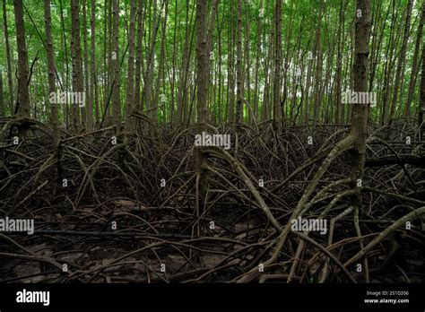 Mangrove Root System In Lush Wetland Forest Natural Coastal Defense